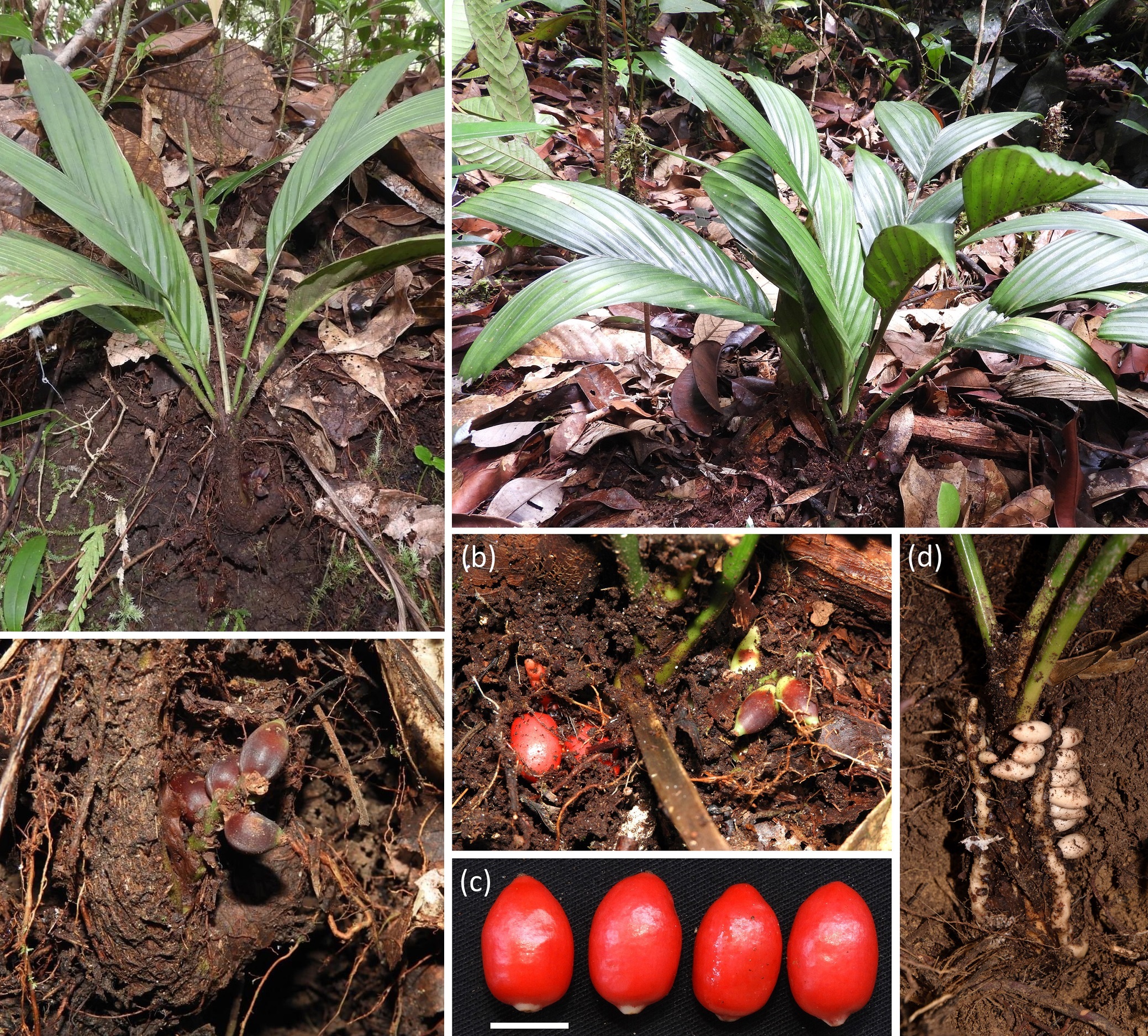 La palma senza ombra che fruttifica tra intercapedini del sottosuolo ...