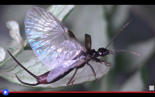 Pensieri senza fondamento: credevi che l'insetto con la forbice non ...