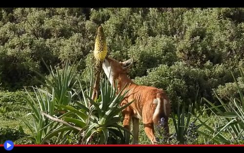 La rivoluzionaria scoperta etiope del primo ed unico lupo impollinatore ...