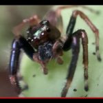 La più famosa spada del Cid, fulgido tesoro marziale di Spagna - Il ...