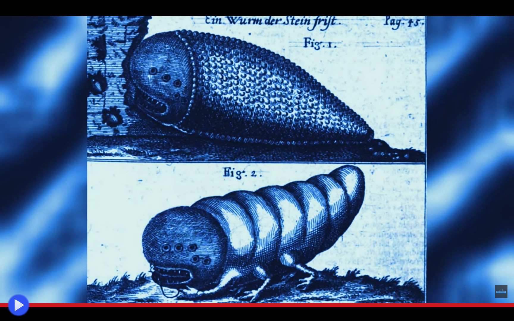 L'invertebrato radioattivo che potrebbe aver costruito il grande tempio ...