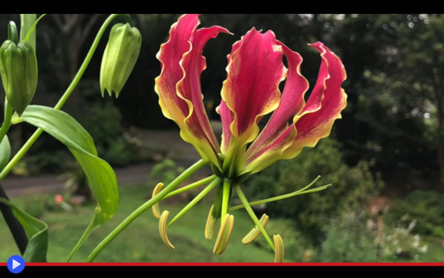 La fiamma del giudizio che si arrampica tra tepali forieri di un ...