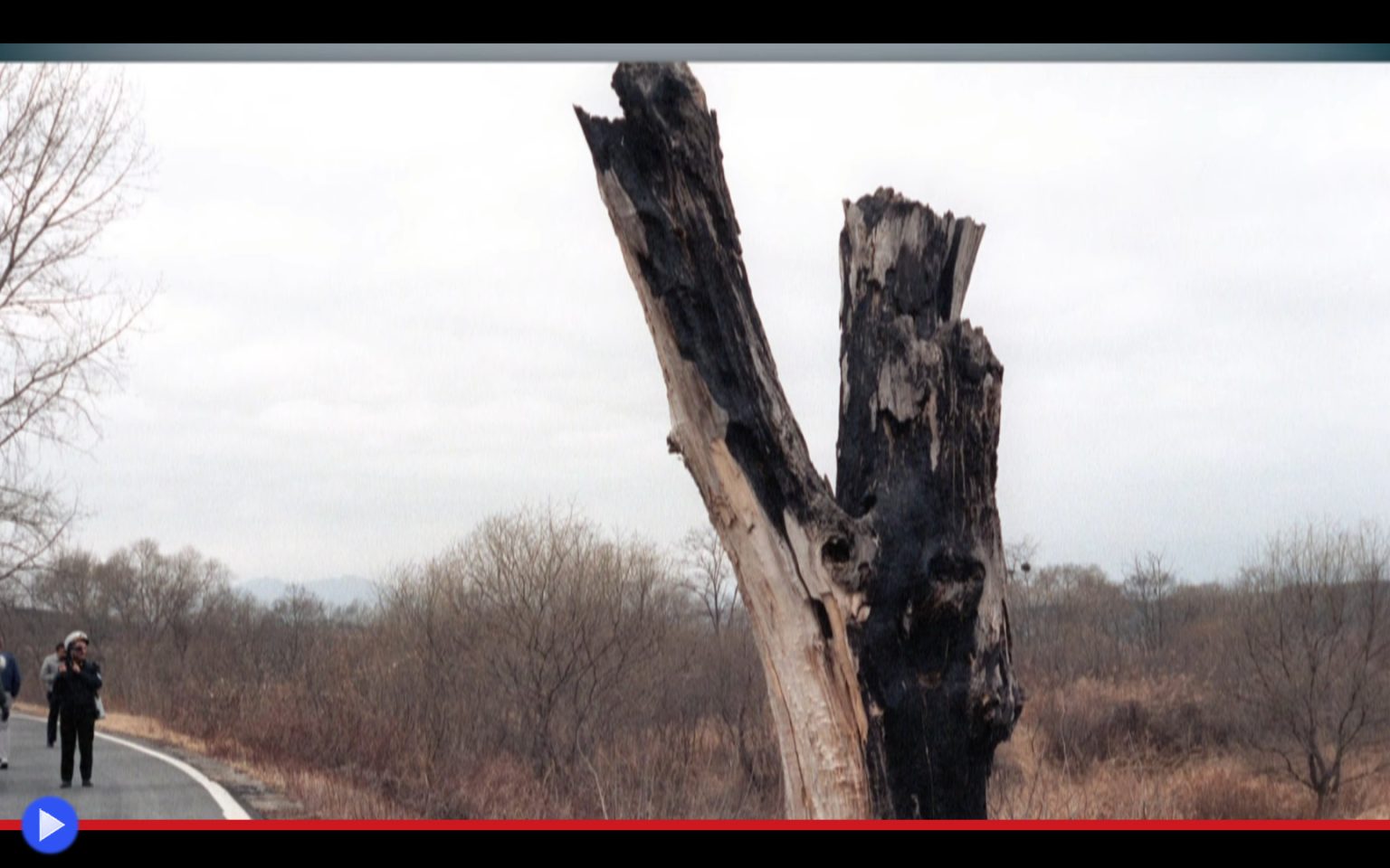 L'albero che venne demolito da un intero battaglione onde prevenire l ...