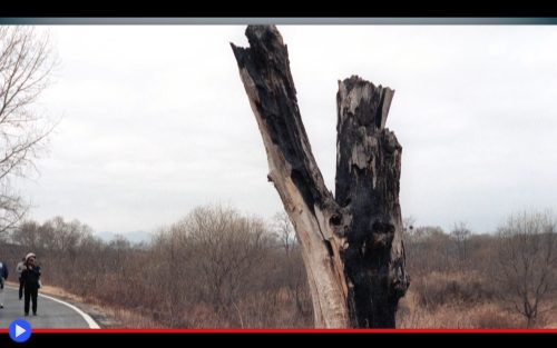 L'albero che venne demolito da un intero battaglione onde prevenire l ...